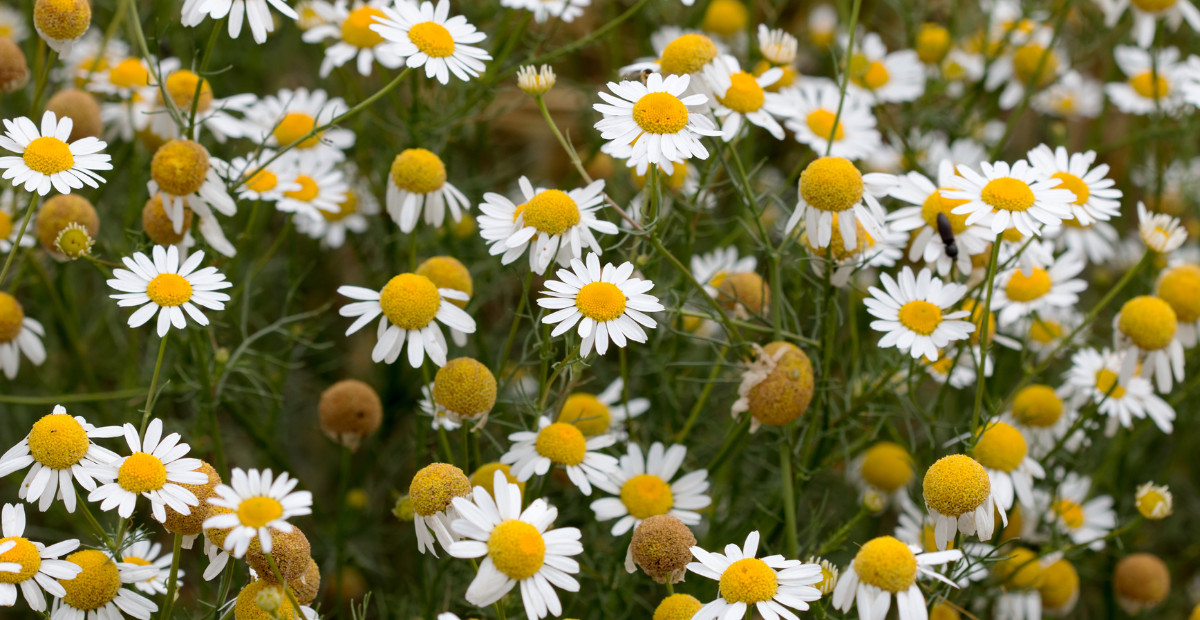 How to Grow and Use Chamomile – In Harmony Farms